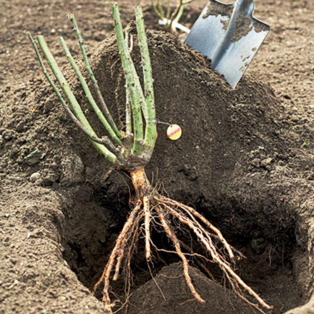 Starting Roses from Bare Root Stock - ELS Maintenance & Construction