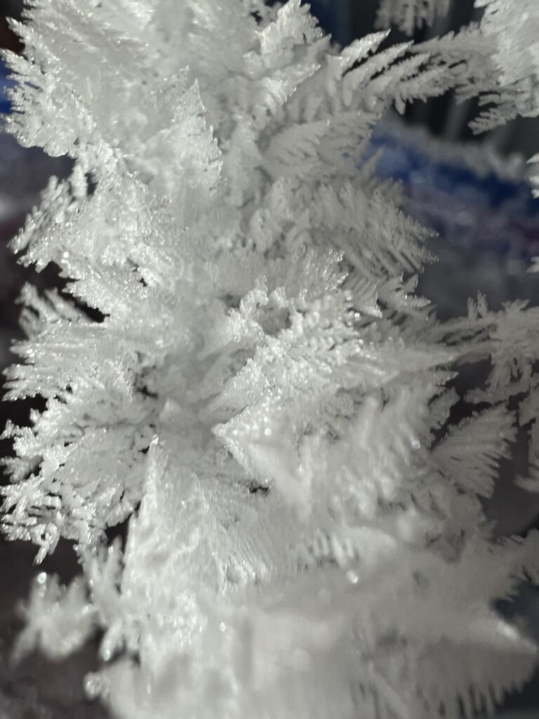 Dealing With Frost Damage in the Desert - ELS Maintenance & Construction